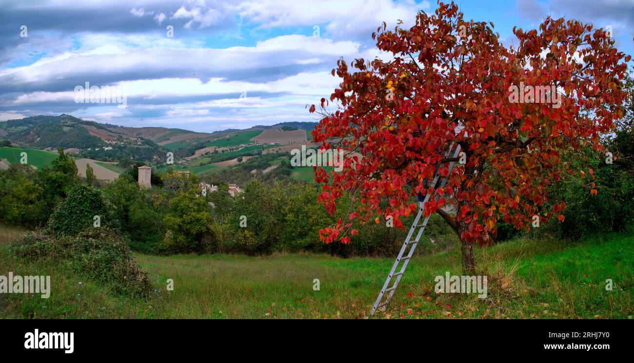 Colore del fuoco hi-res stock photography and images - Alamy