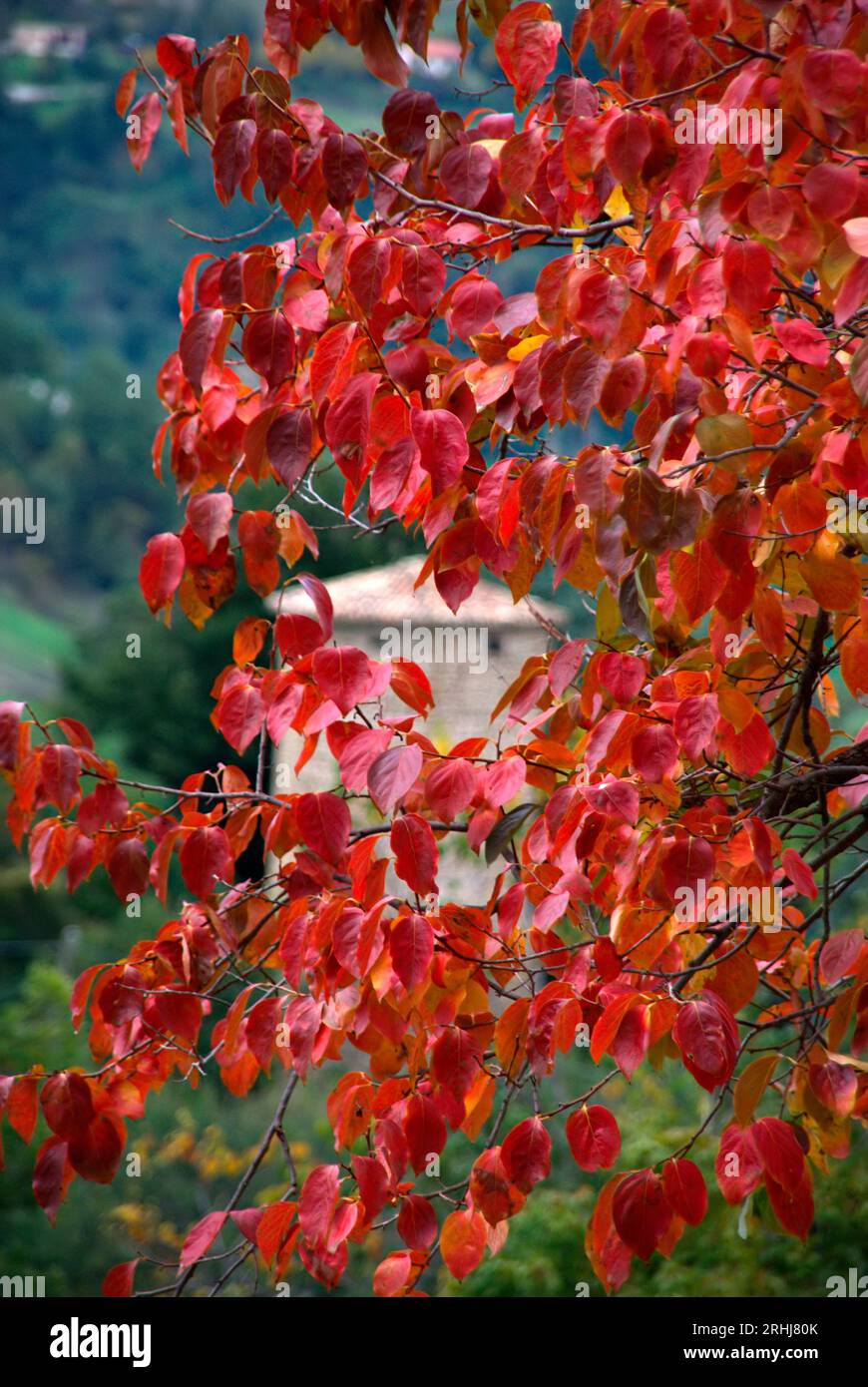 Colore del fuoco hi-res stock photography and images - Alamy