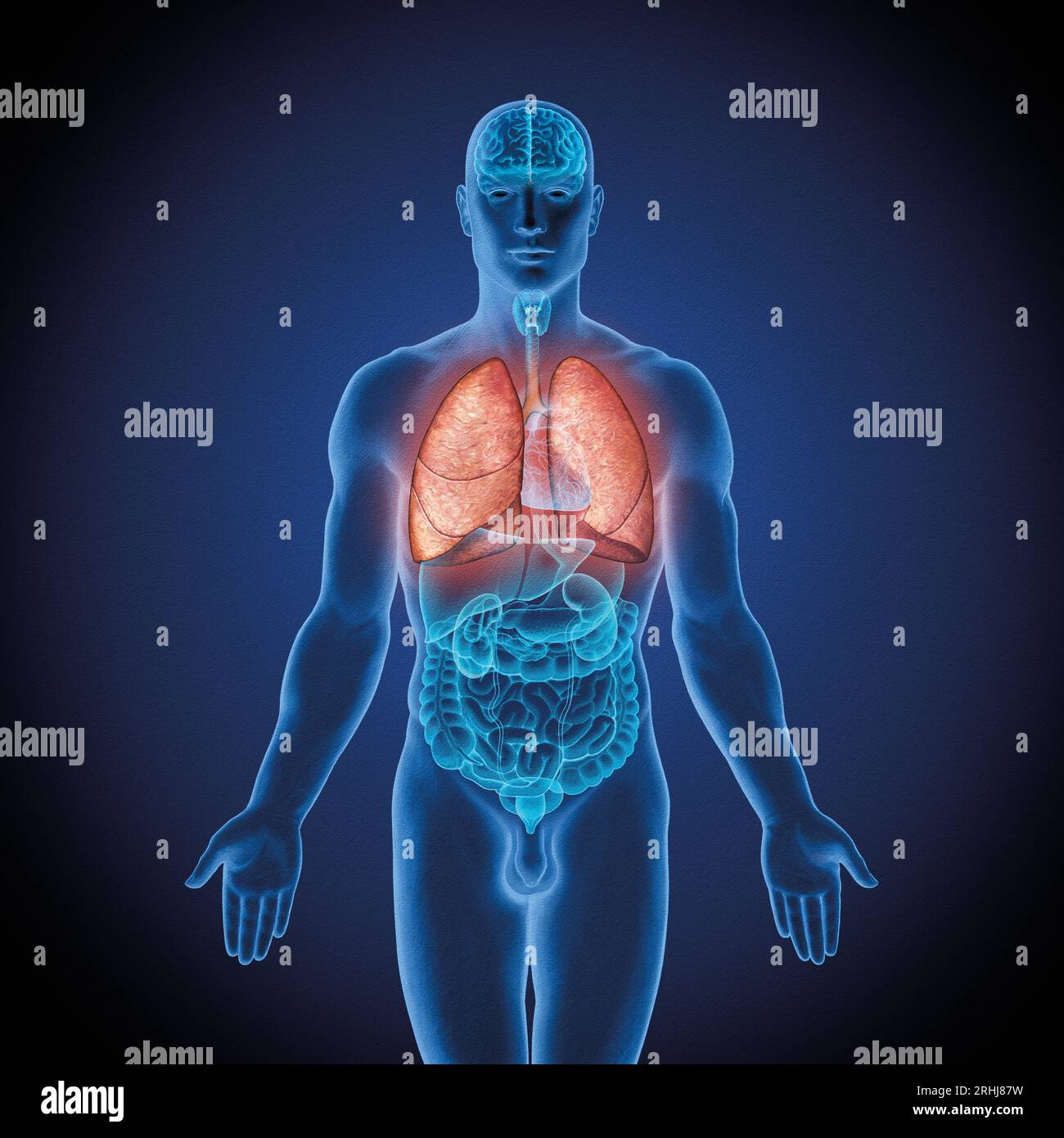 Human organs hi-res stock photography and images - Alamy