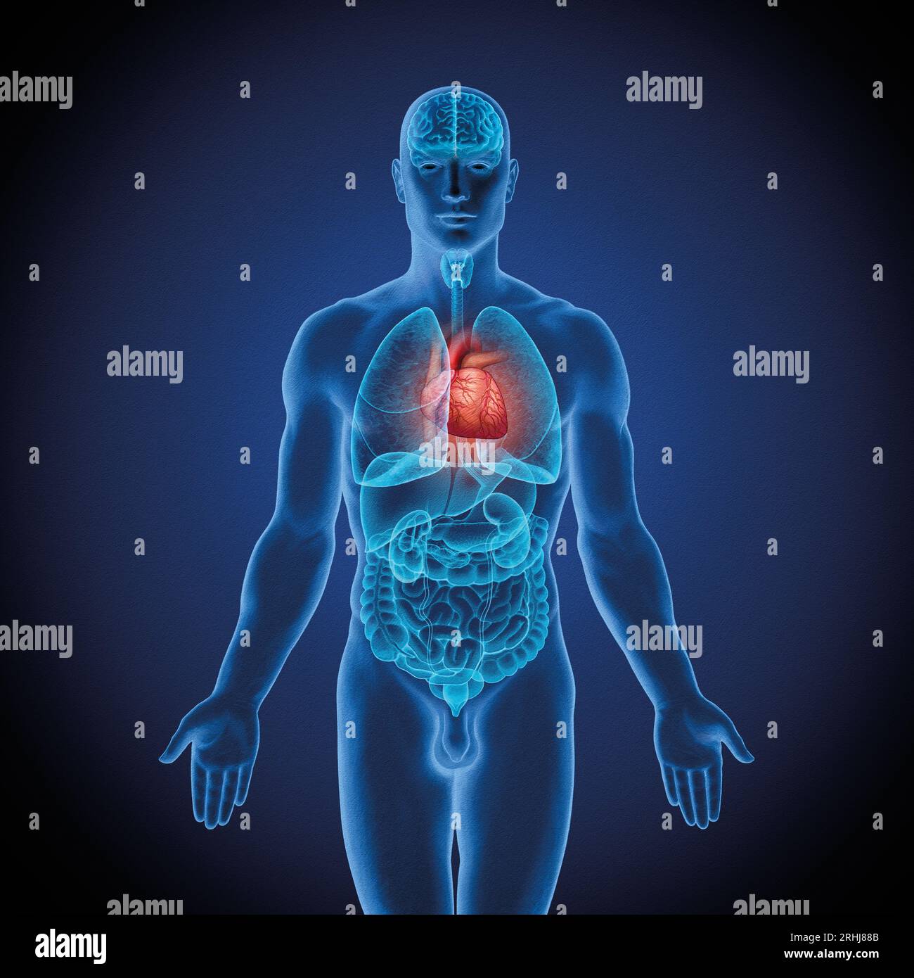 Illustration Series: Male Body with Human Organs. Image 5 of 10 Stock ...