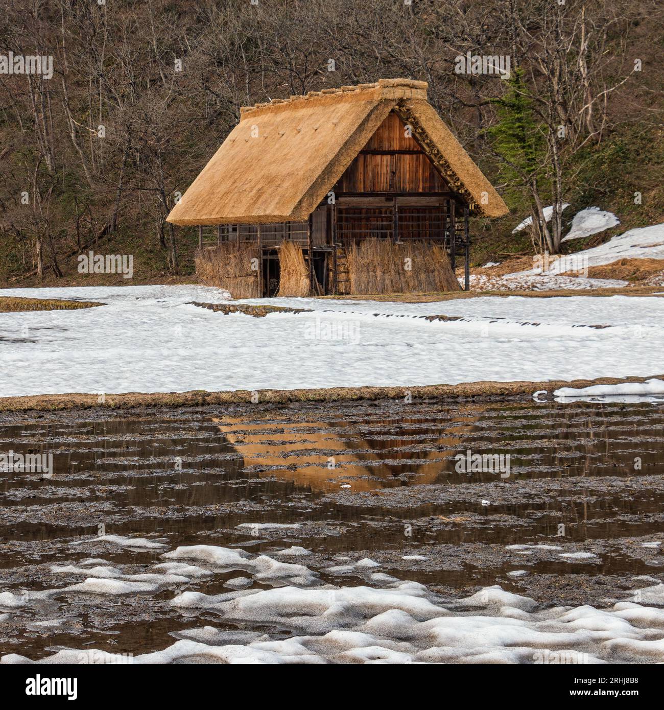 Barn with thatched roof in a snow covered rice field, Shirakawa-go ...