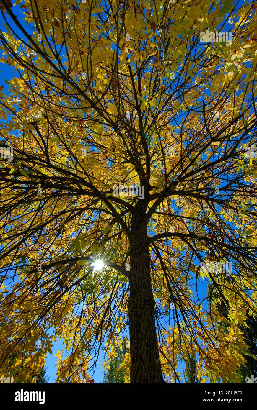 Alberi in collina hi-res stock photography and images - Alamy