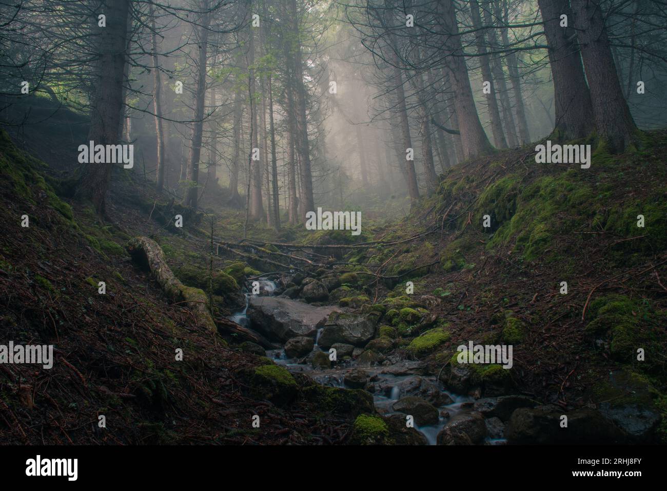 A stream inside a Swiss mountain forest with fog, Valais, 2020 Stock ...