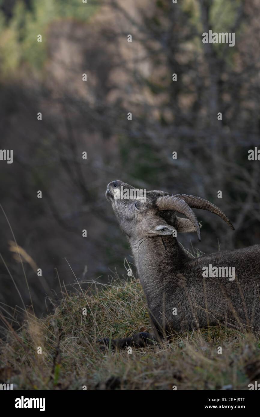 Portrait of a resting Alpine ibex with closed eyes, Creux-du-Van ...