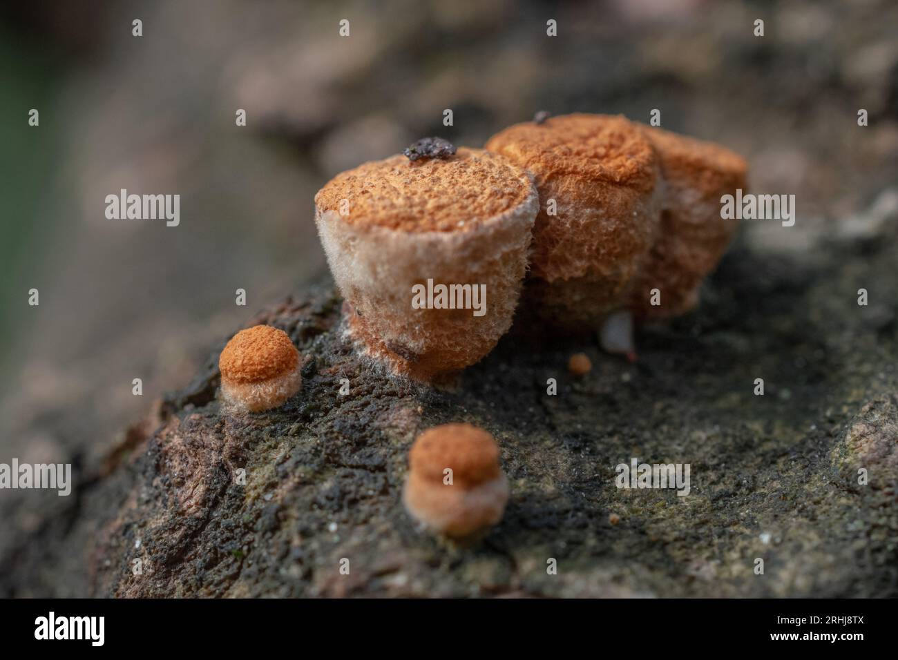 Common birds nest mushroom hi-res stock photography and images - Alamy