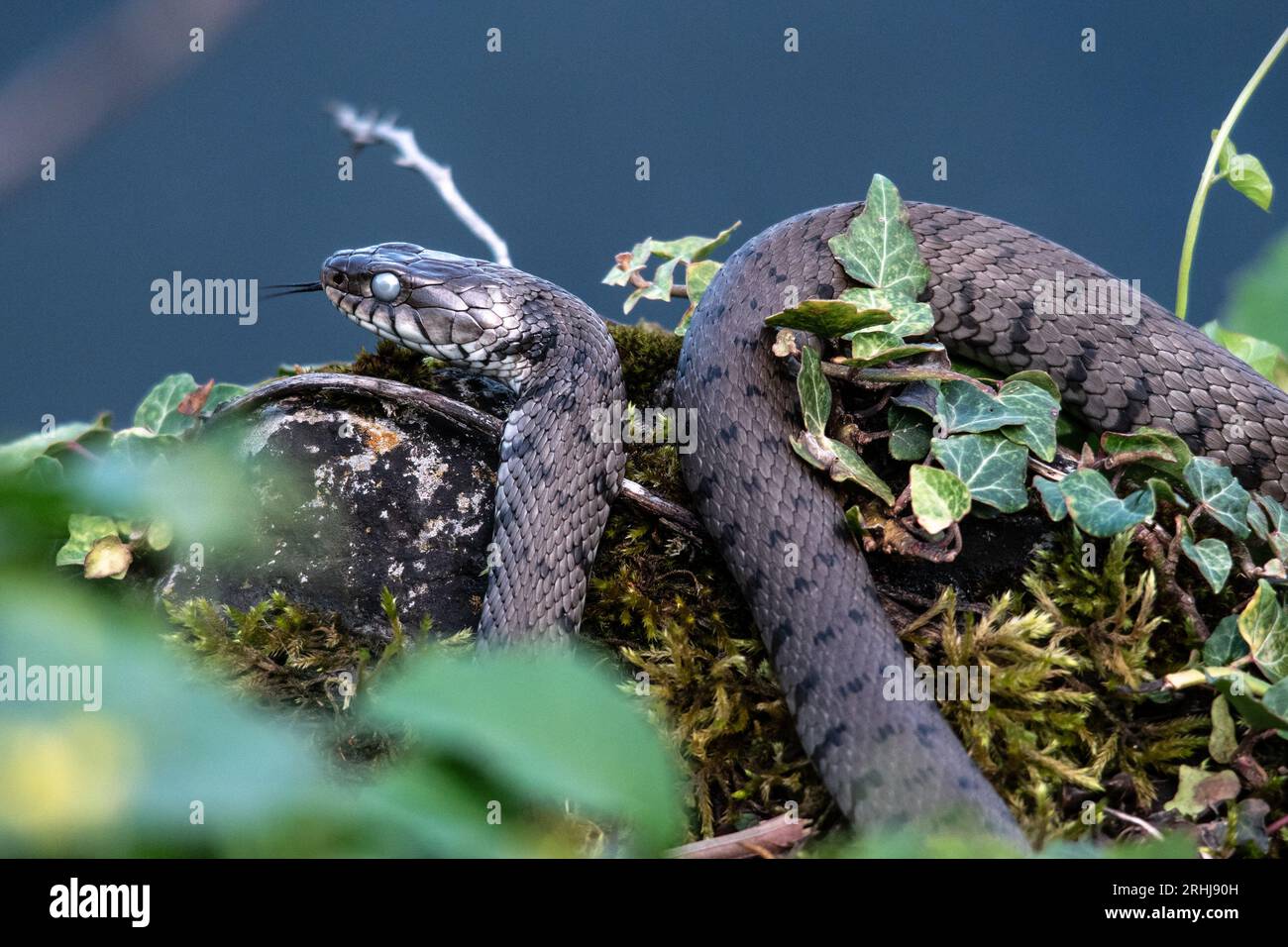 Barred grass snake hi-res stock photography and images - Alamy