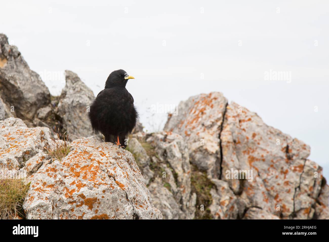 Alpendohle, Pyrrhocorax graculus, Alpine chough Stock Photo - Alamy