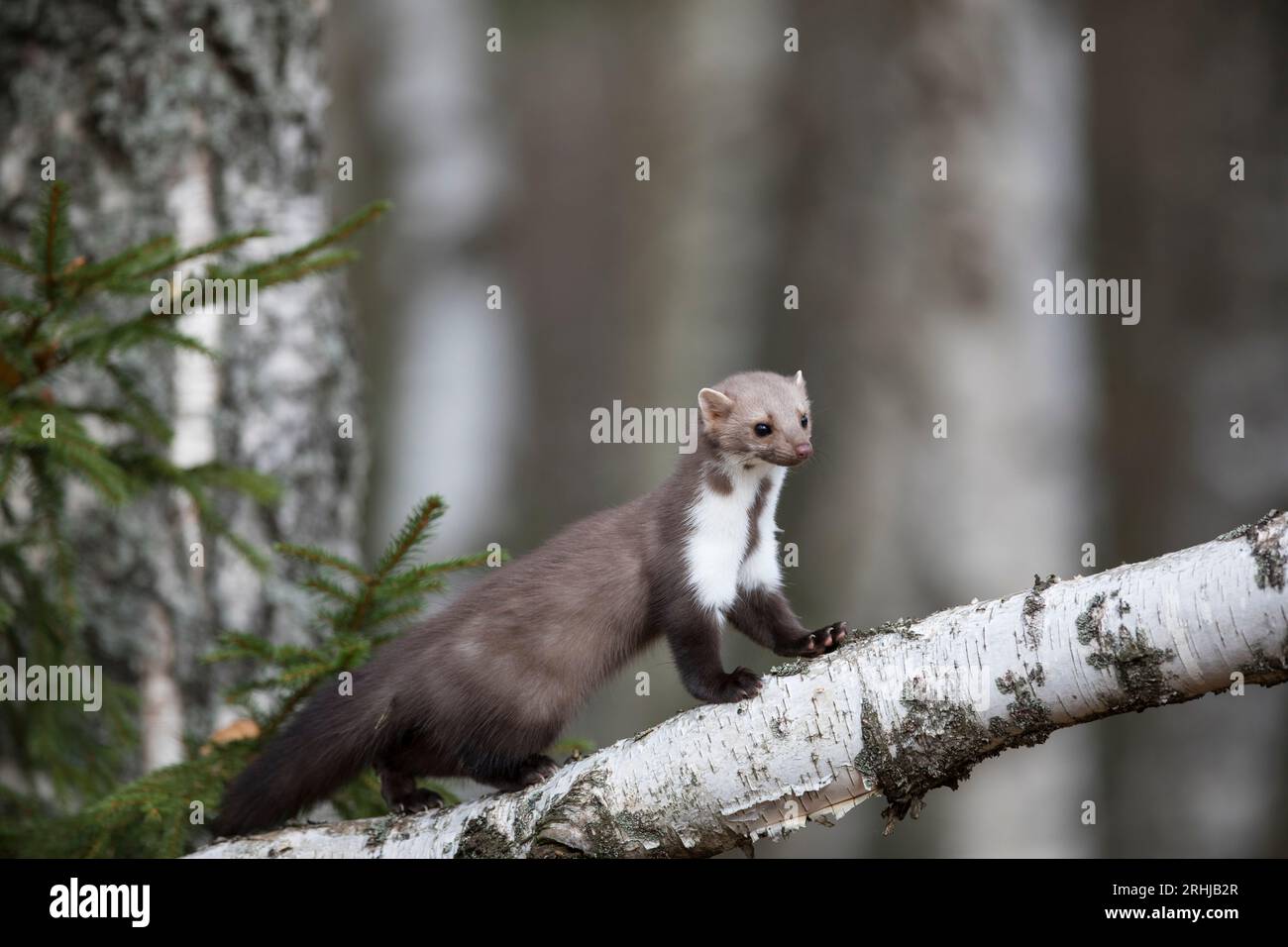 Steinmarder, Martes foina, stone marten Stock Photo - Alamy