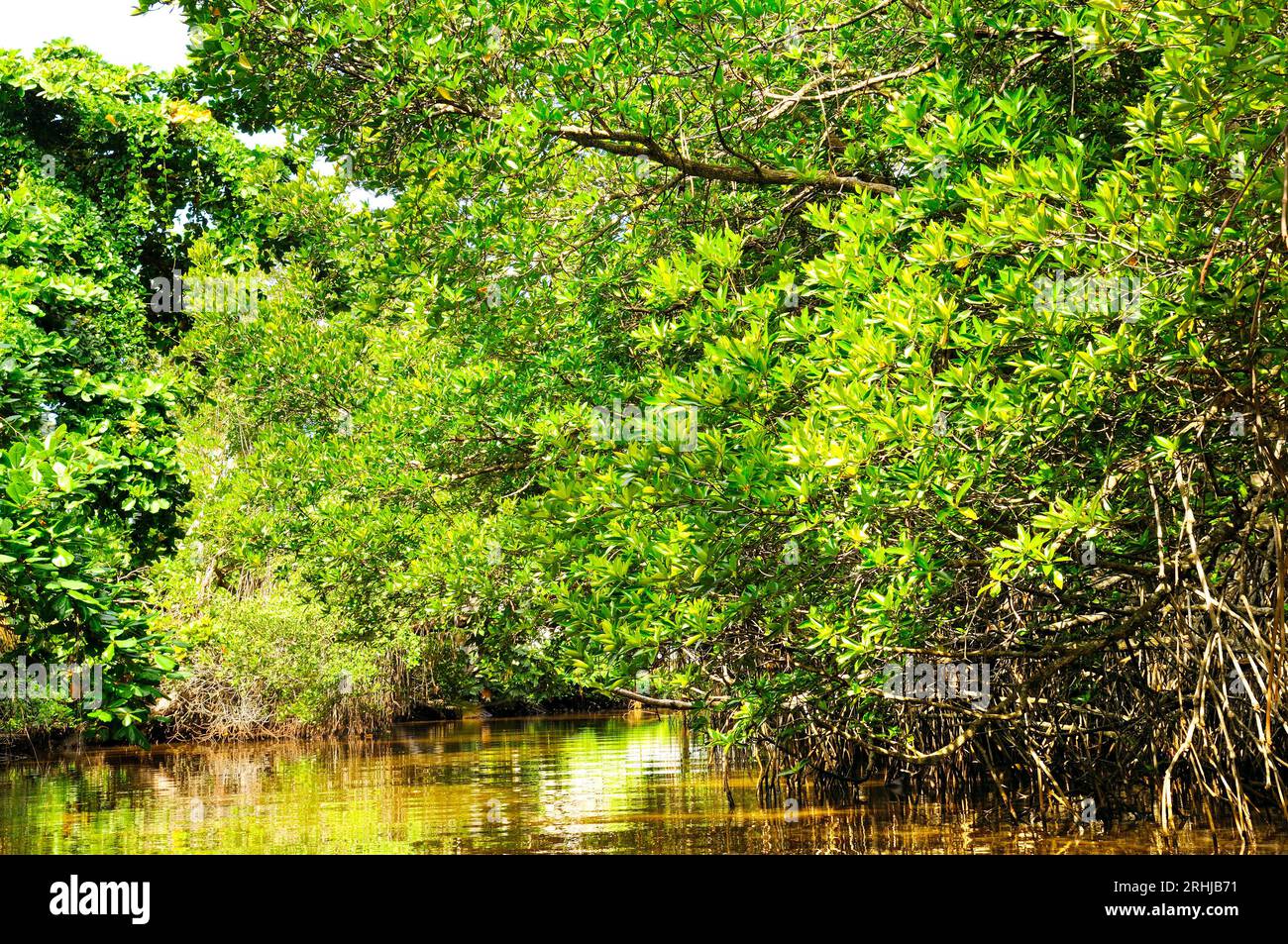 Mangrove tree over and under water surface, green foliage above ...