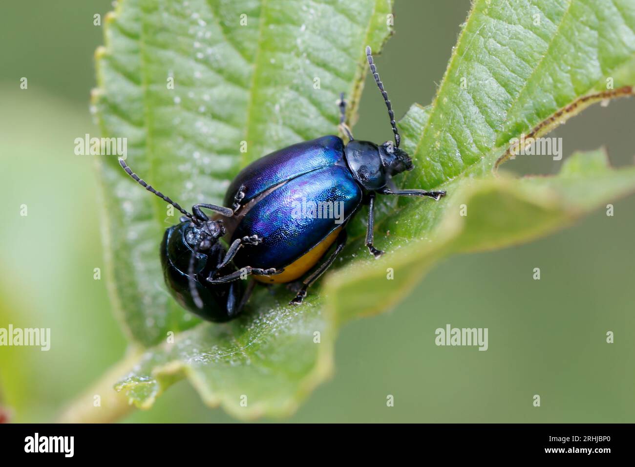 Erlenblattkäfer, Blauer Erlenblattkäfer, Paarung, Kopula, Kopulation ...