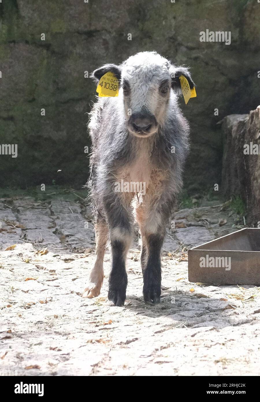 Halle, Germany. 17th Aug, 2023. A small yak bull stands in the mountain ...
