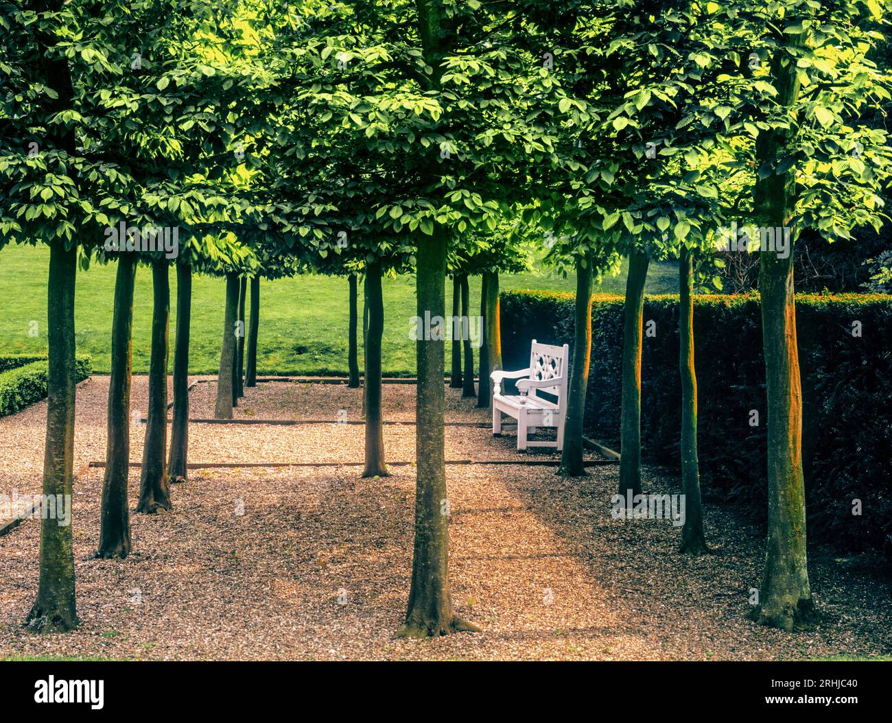 Hornbeam standard trained trees hi-res stock photography and images - Alamy