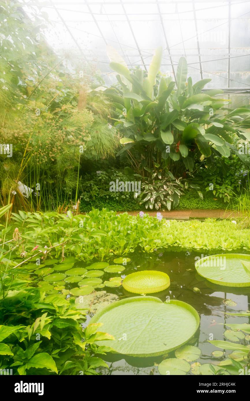 Interior of tropical glasshouse at the University of Dundee Botanic ...