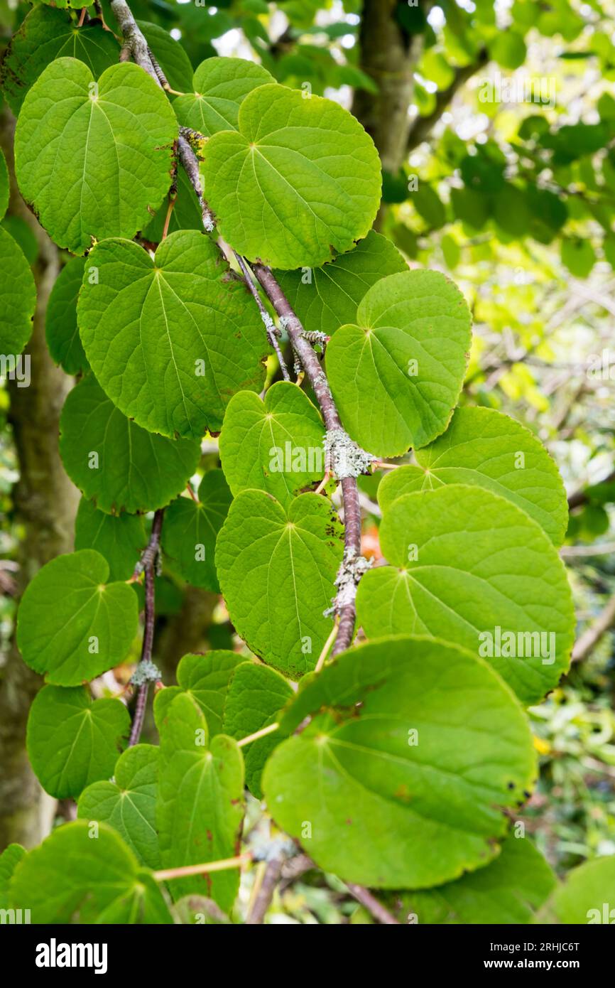 Leaves of Katsura, Cercidiohyllum magnificum Stock Photo - Alamy