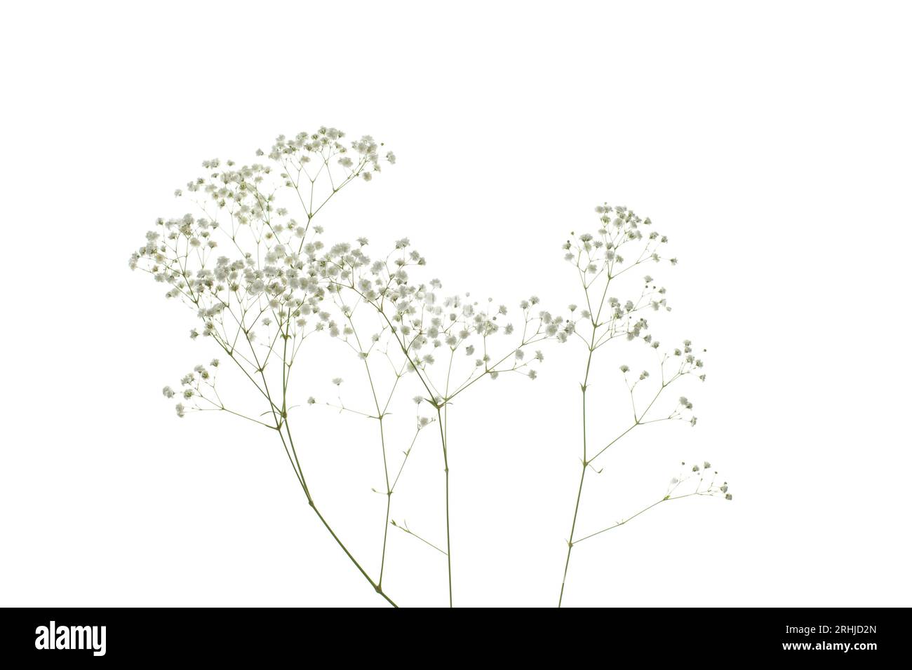 Dried plant flower isolated on white background Stock Photo - Alamy