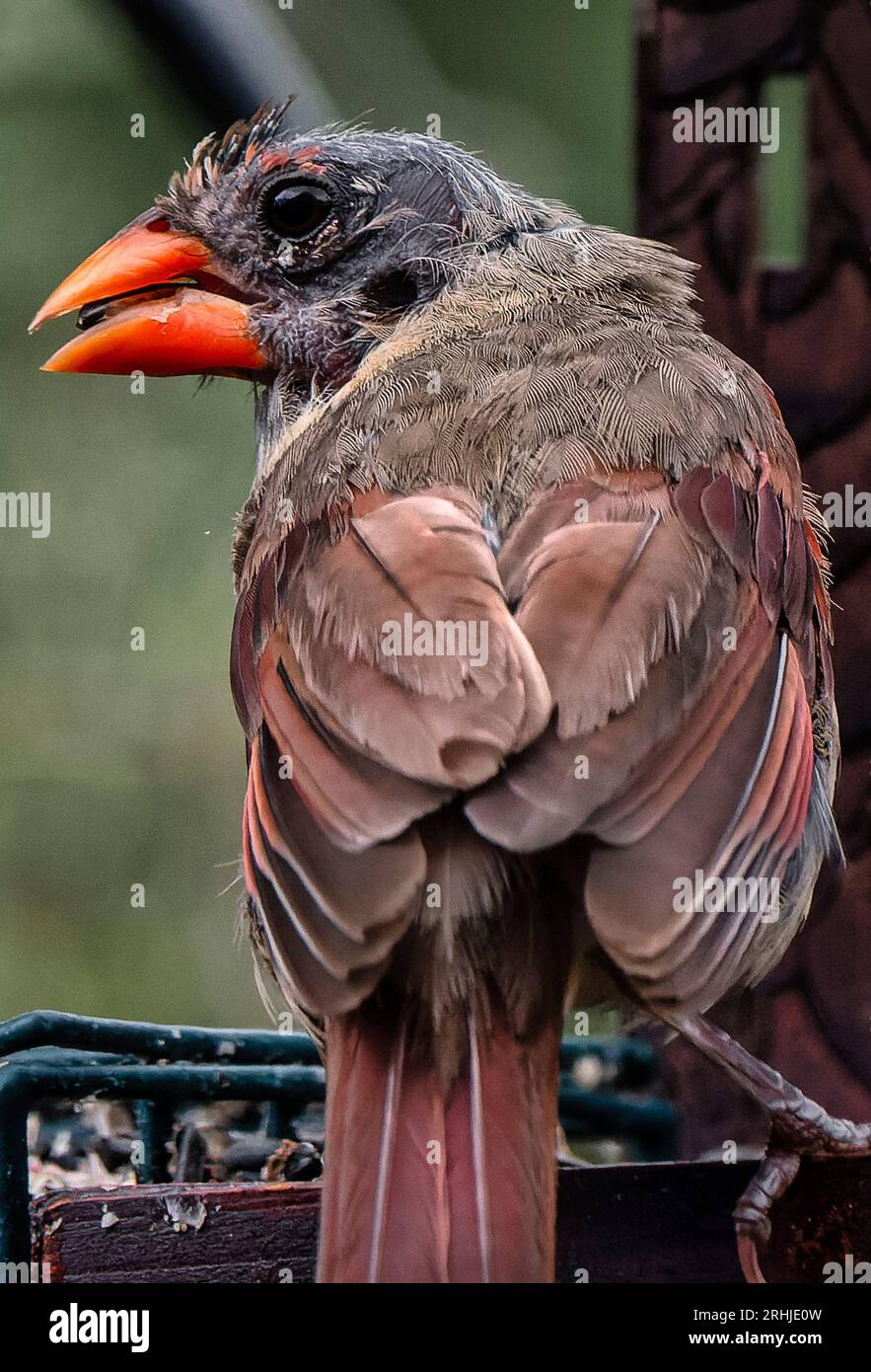 Molting northern cardinal hi-res stock photography and images - Alamy