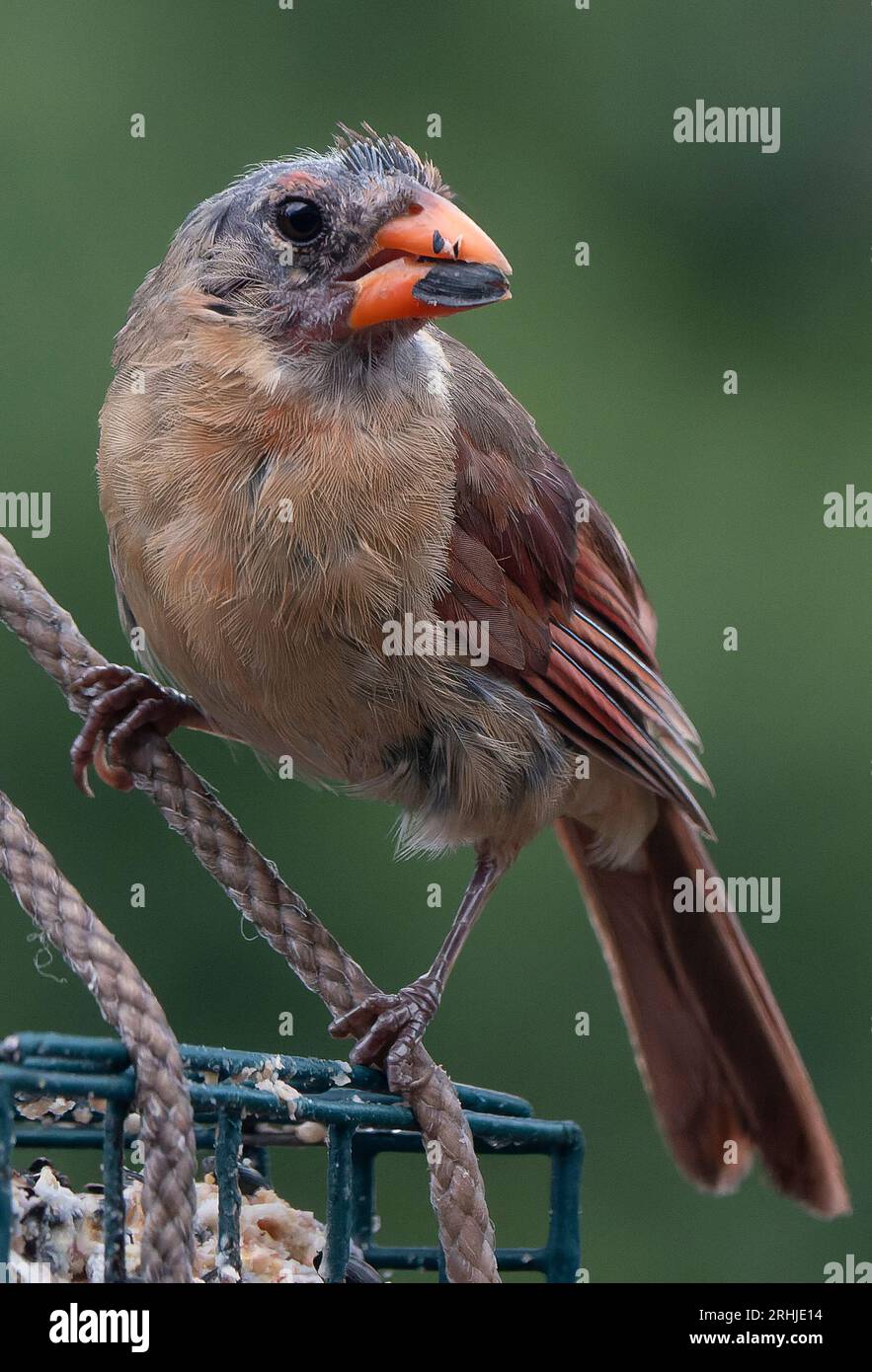 A Molting Northern Cardinal on the backyard deck Stock Photo - Alamy