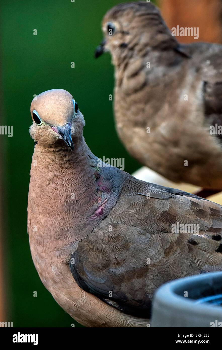 Two mourning doves hi-res stock photography and images - Alamy