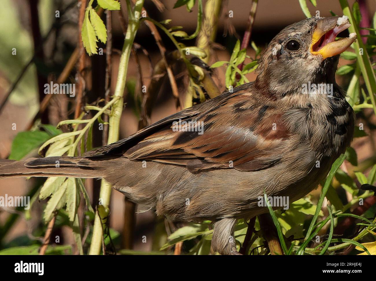Sparrow in flowers hi-res stock photography and images - Alamy