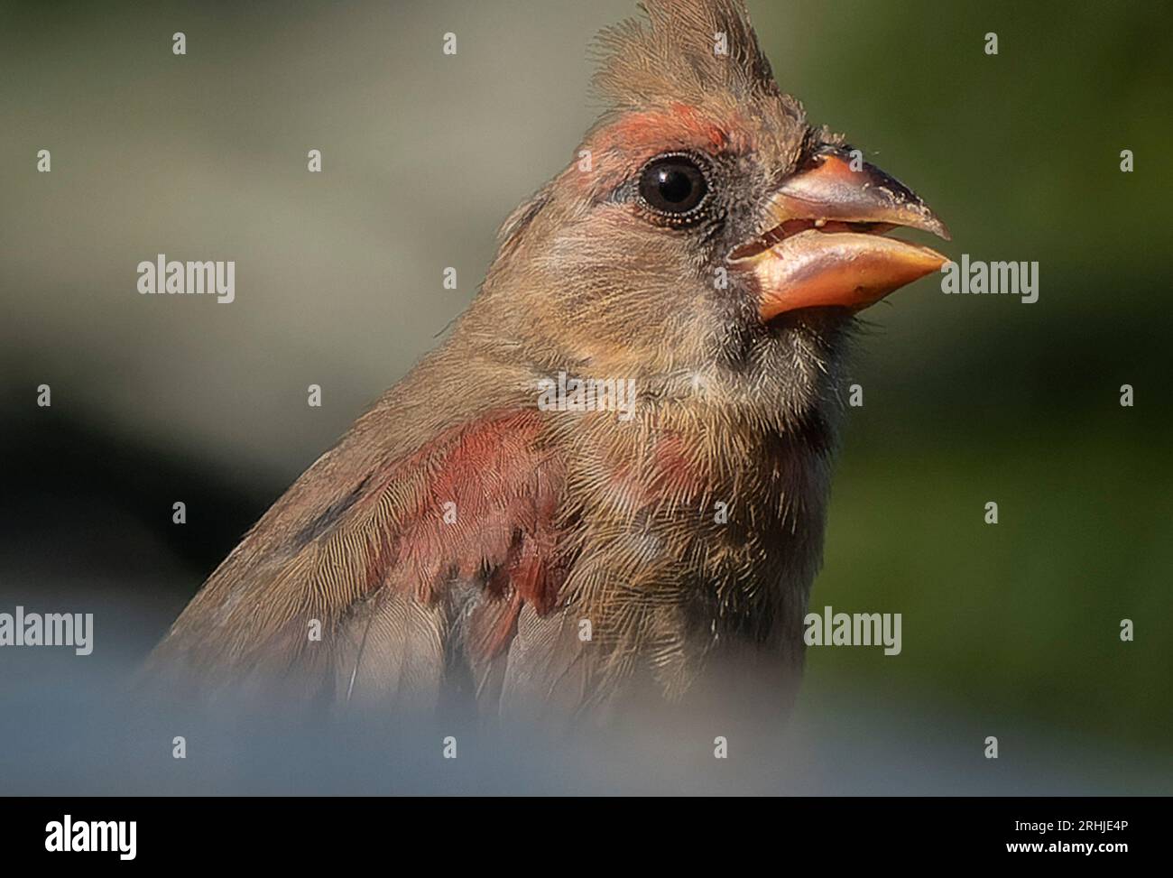Molting northern cardinal hi-res stock photography and images - Alamy