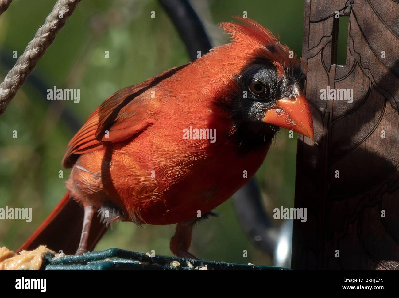 A Molting Northern Cardinal on the backyard deck Stock Photo - Alamy