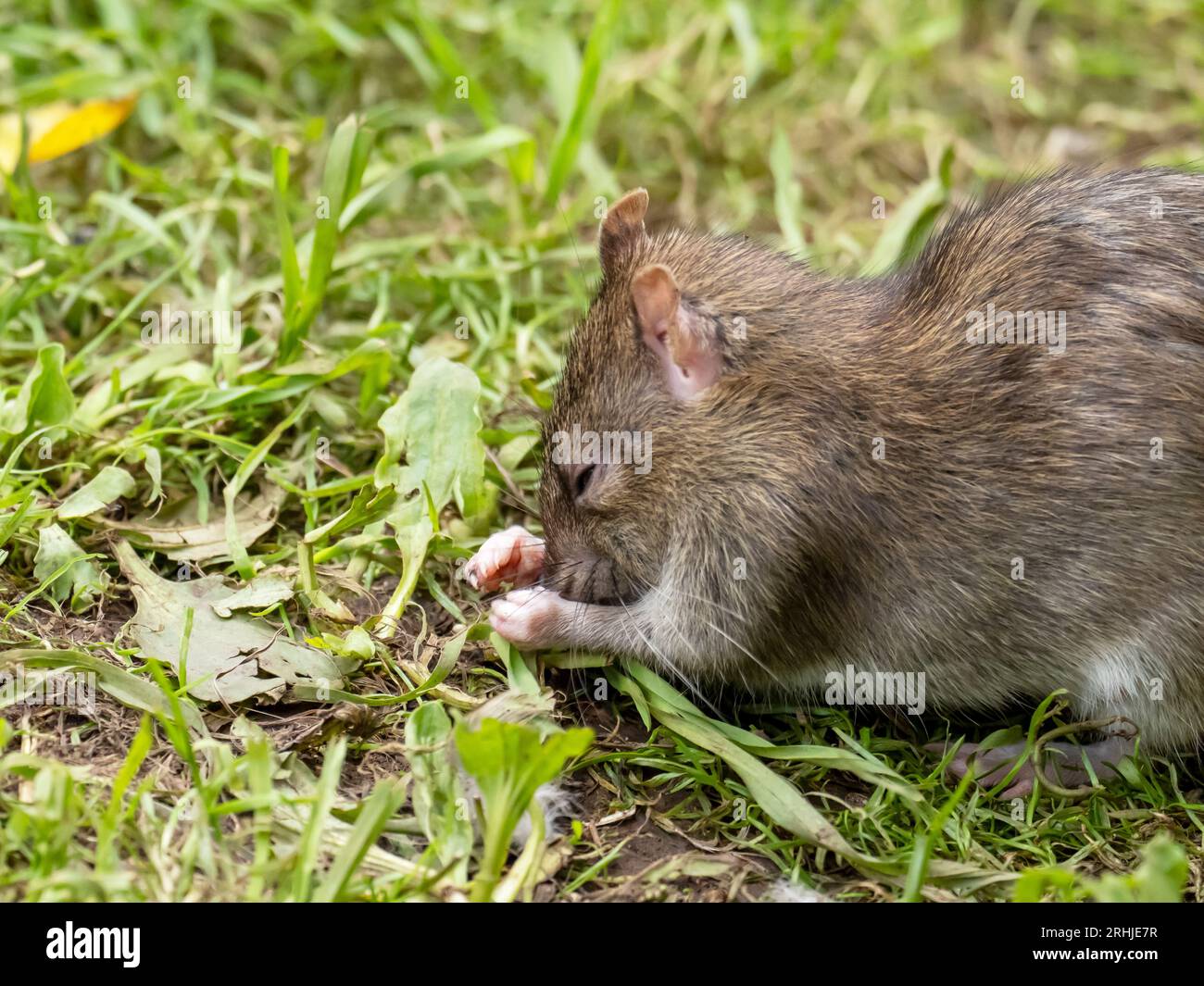 Young brown rat hi-res stock photography and images - Alamy