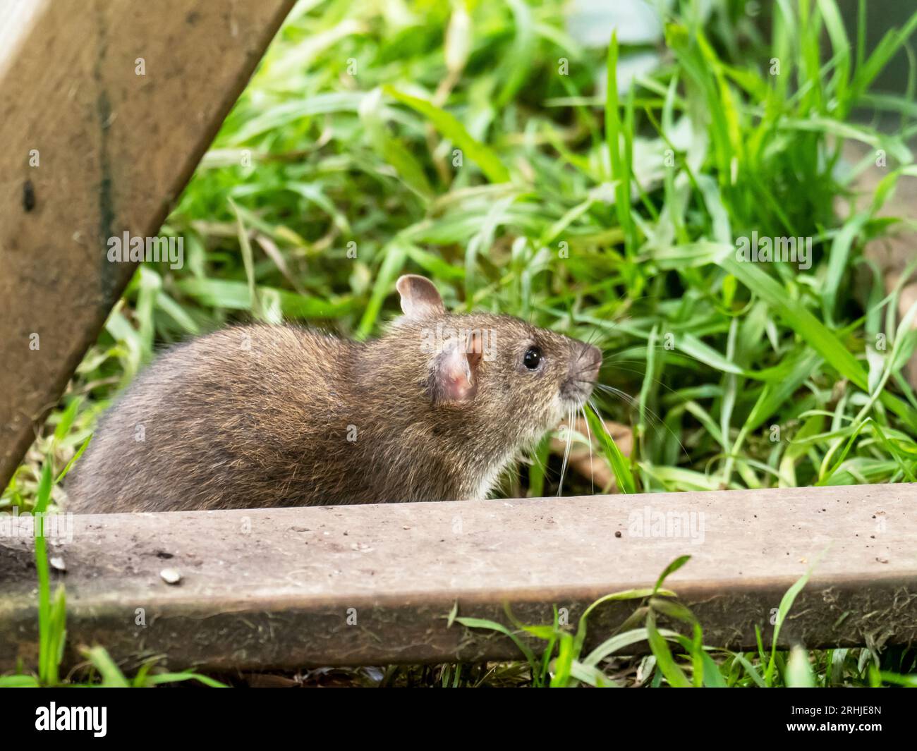 Young brown rat hi-res stock photography and images - Alamy