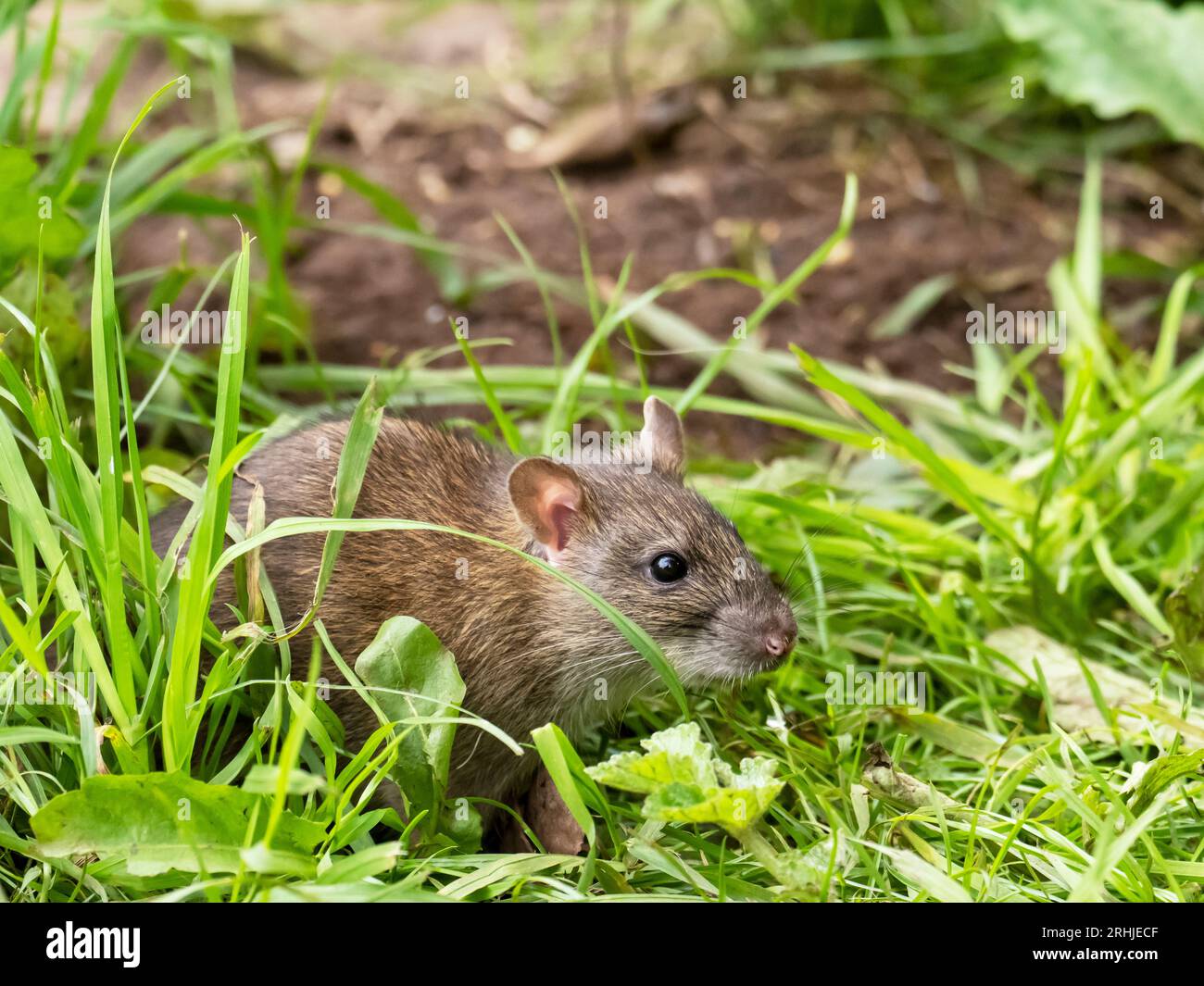 Young brown rat hi-res stock photography and images - Alamy