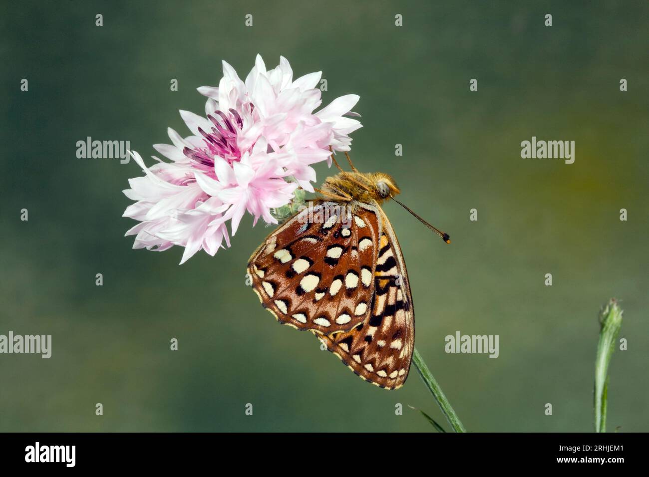 Ventral view of a Hydaspe Fritillary butterfly, Speyeria hydaspe, in ...