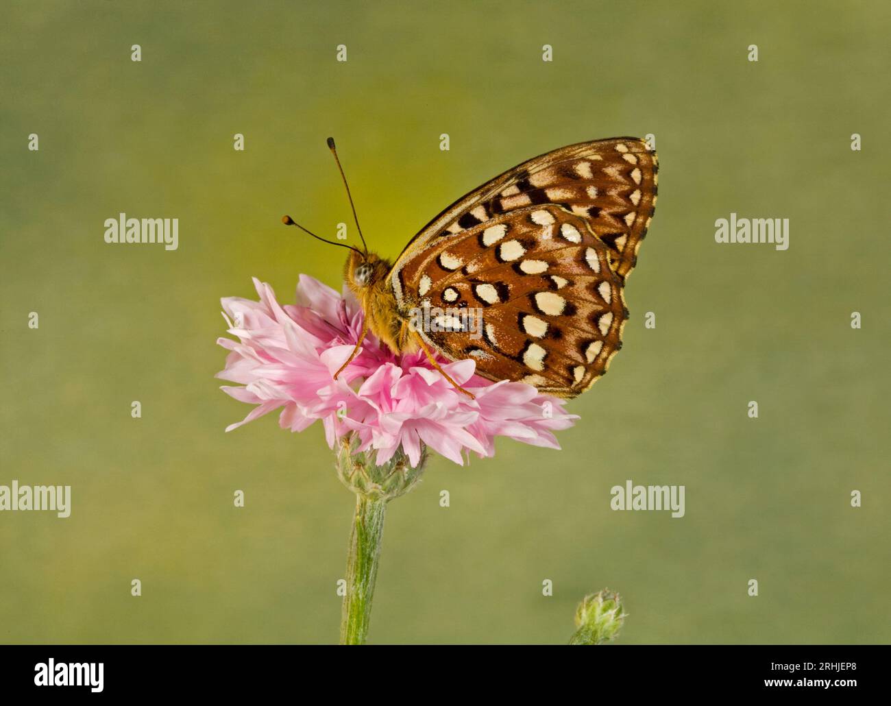 Hydaspe fritillary butterfly hi-res stock photography and images - Alamy