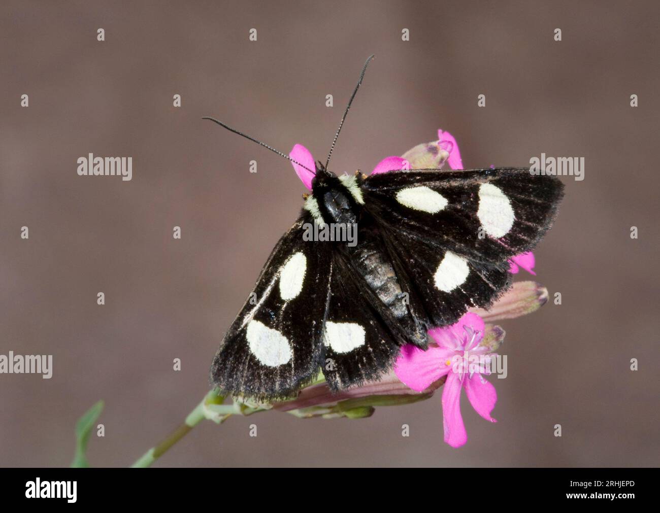 Six spotted forester moth hi-res stock photography and images - Alamy