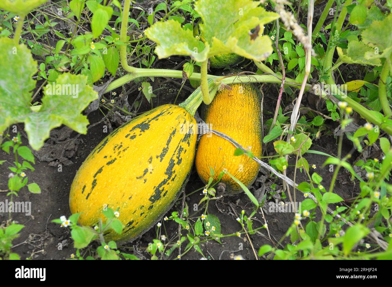 The zucchini crop is ripe in open organic soil Stock Photo - Alamy