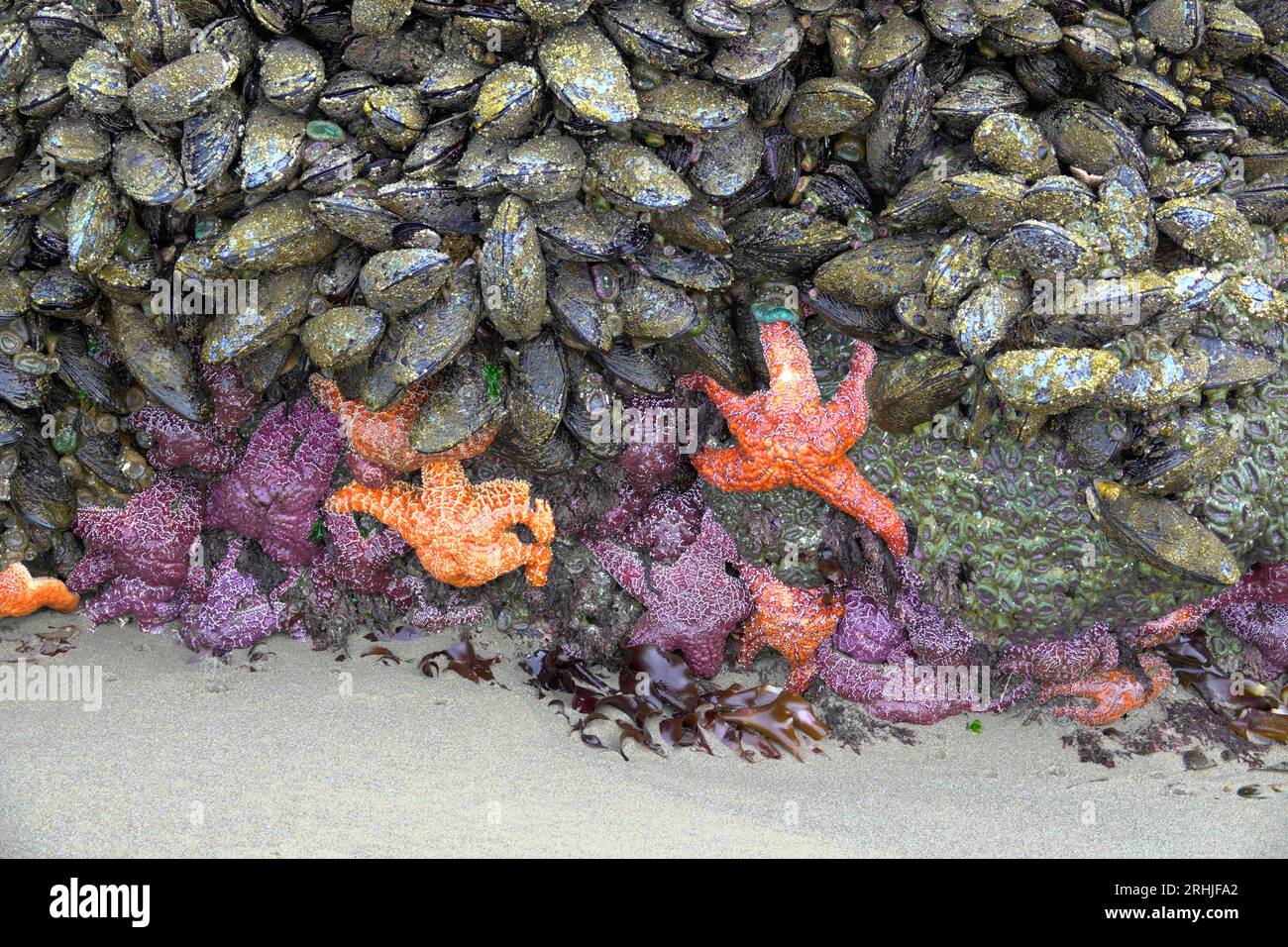 Pacific sea stars (starfish) and sea anemones on a bed of mussels in a ...