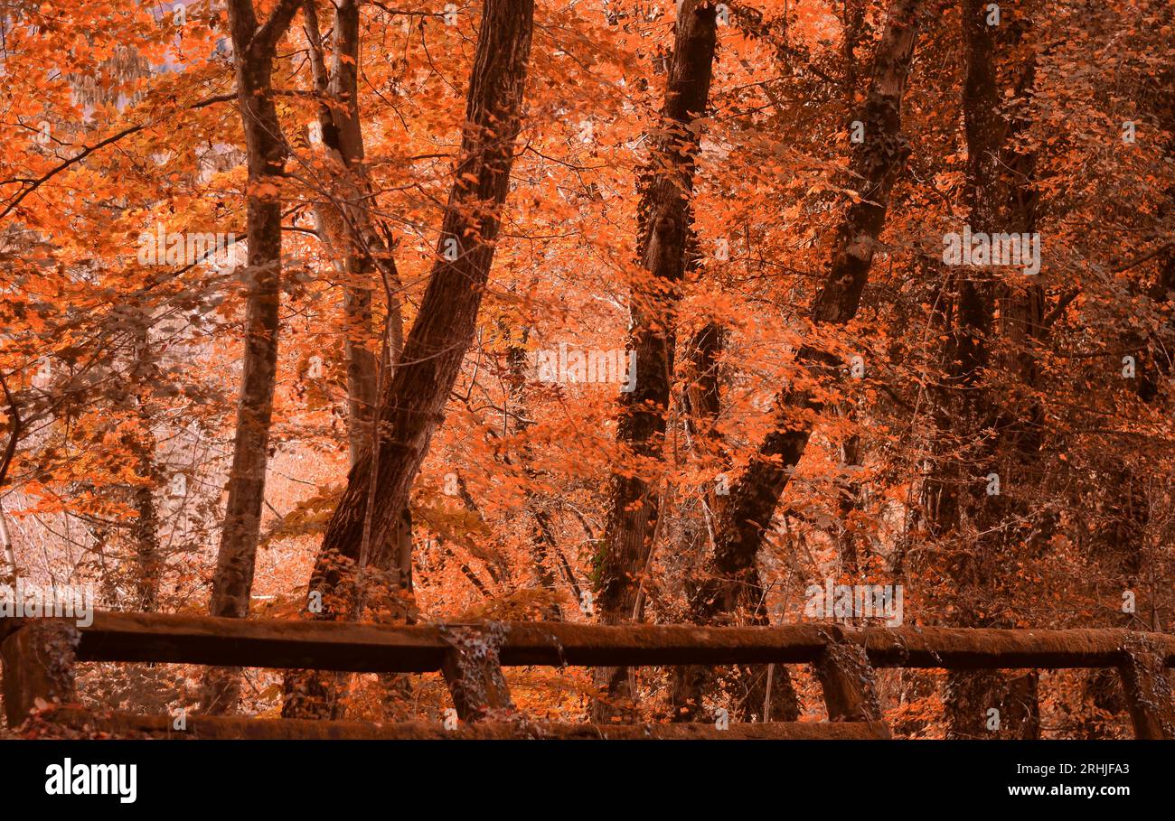 the old fence in front of the forest with the colors of autumn Stock ...