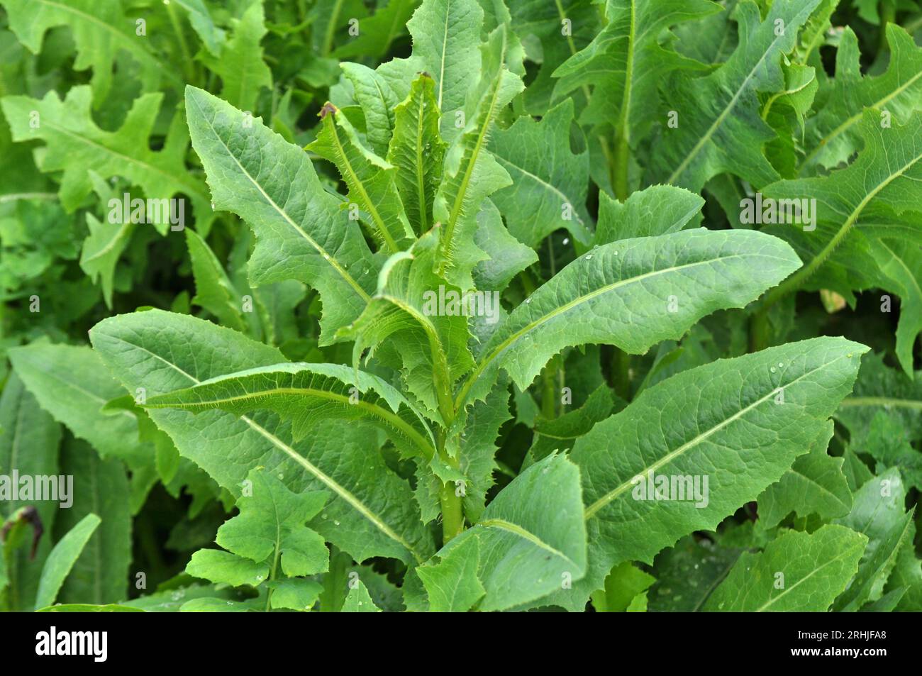 In the summer it grows in nature Lactuca serriola Stock Photo - Alamy