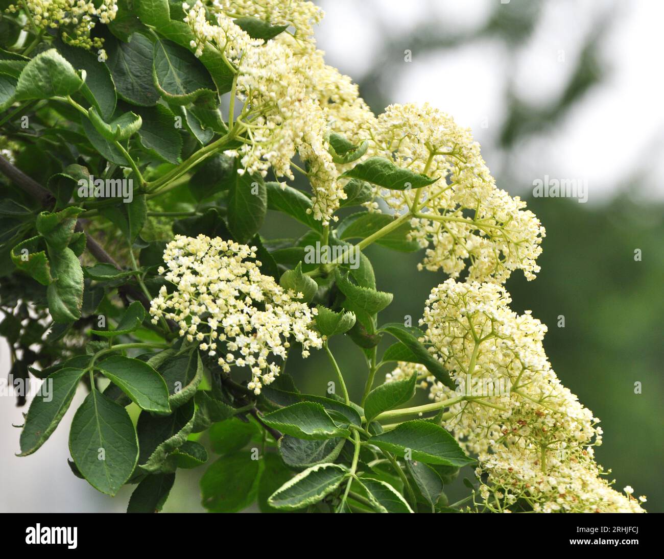 Elderberry flower hi-res stock photography and images - Alamy