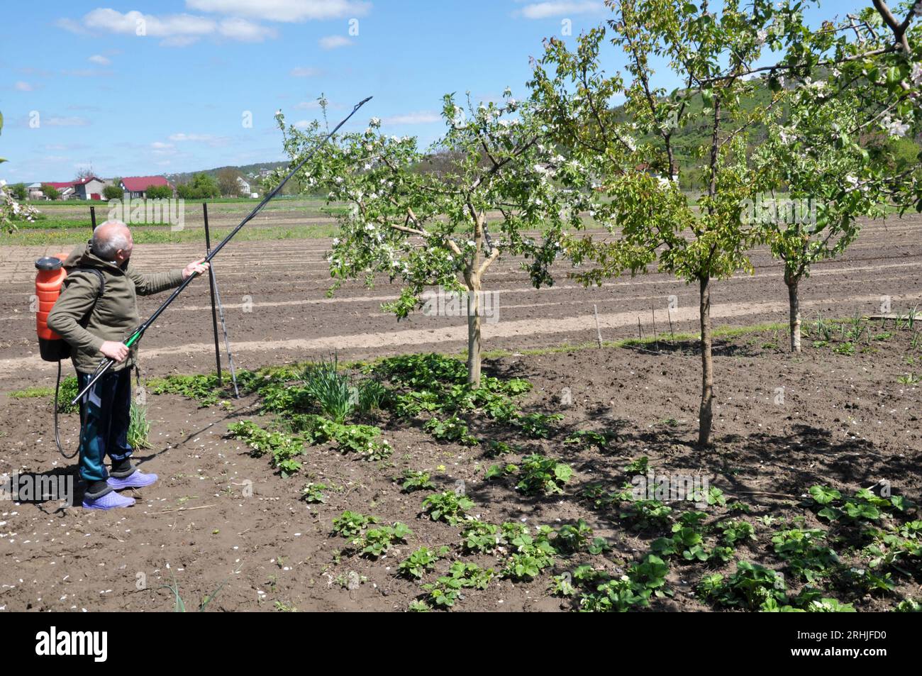Spring spraying of trees in the garden to protect against pests and ...