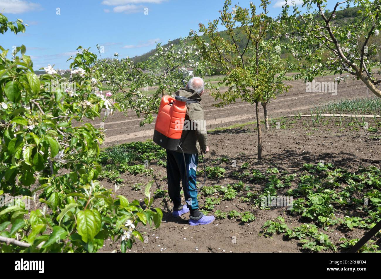 Spring spraying of trees in the garden to protect against pests and ...