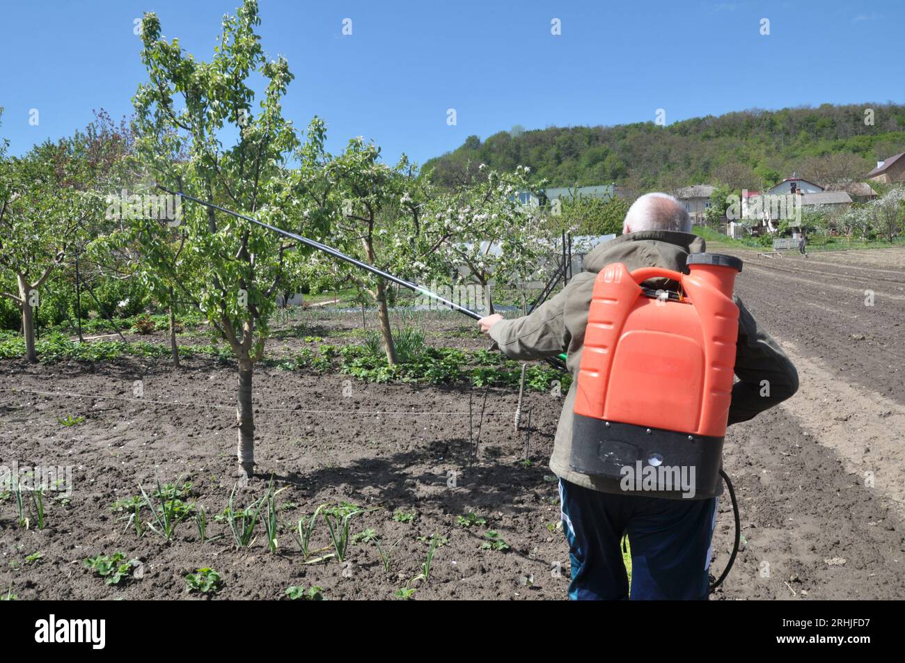 Spring spraying of trees in the garden to protect against pests and ...
