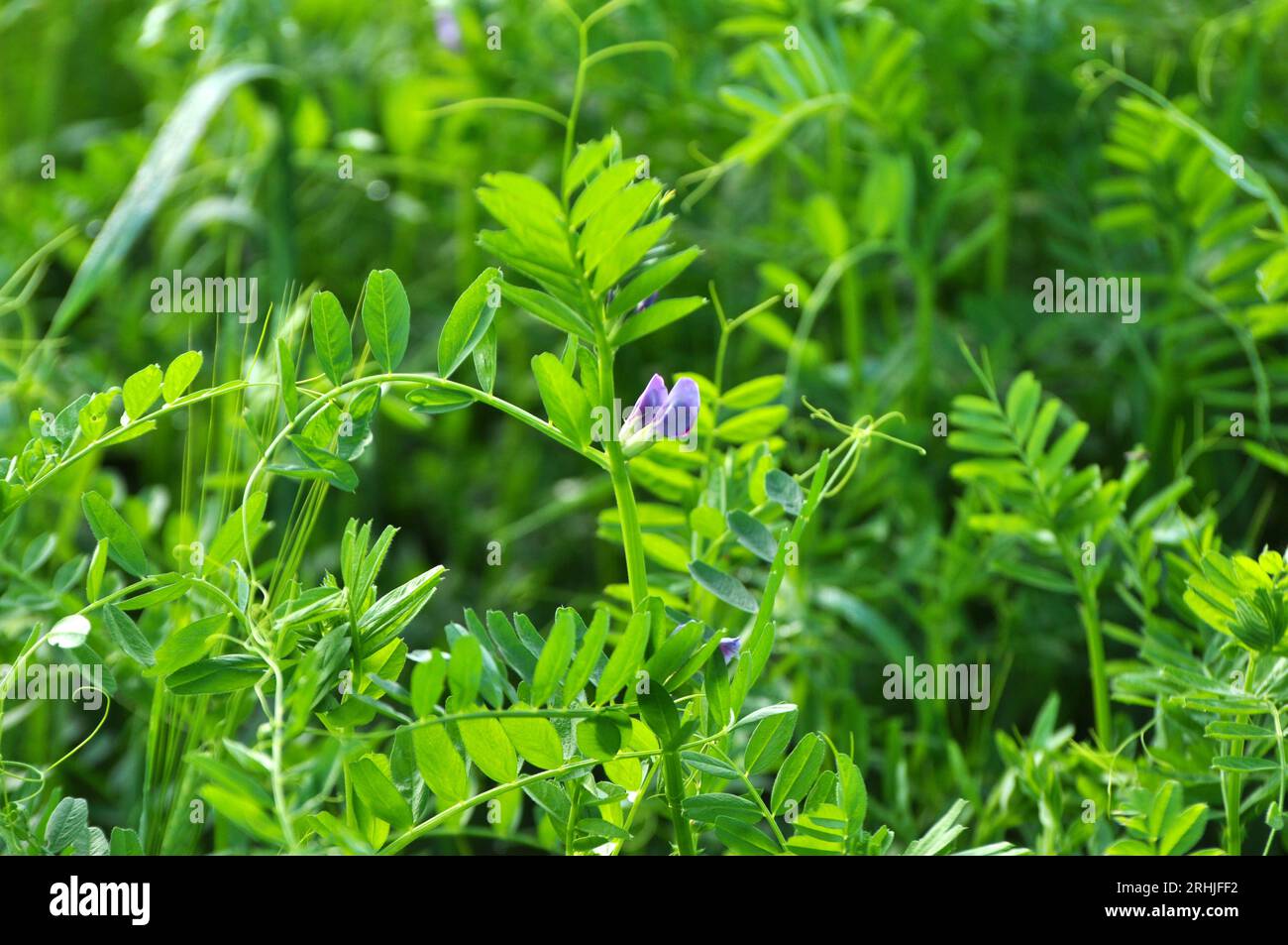 Pea plant purple sativa hi-res stock photography and images - Alamy