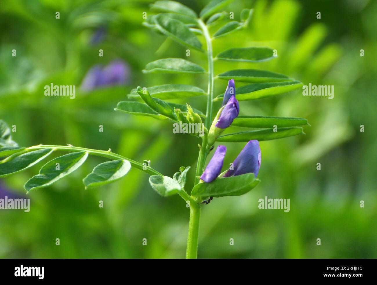 Vetch field hi-res stock photography and images - Alamy