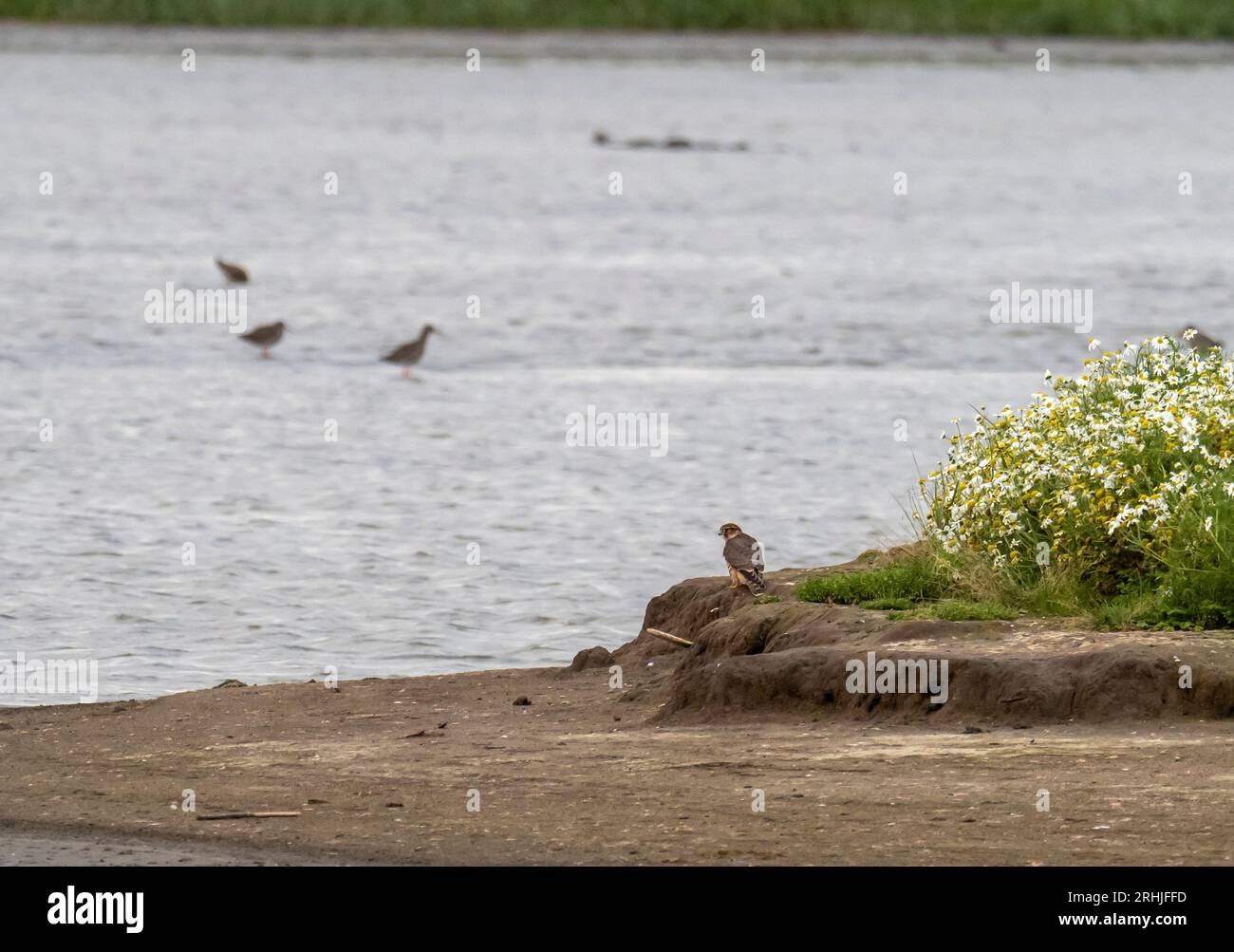 A female Merlin, Falco columbarius at Leighton Moss, Silverdale ...
