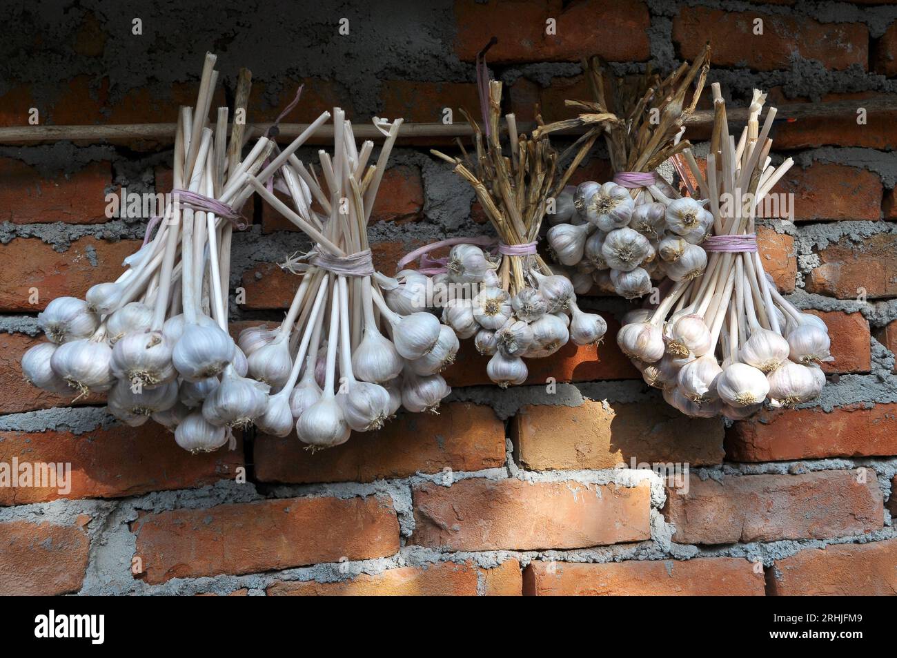 The garlic tied in bunches hangs on the brick wall of the building ...
