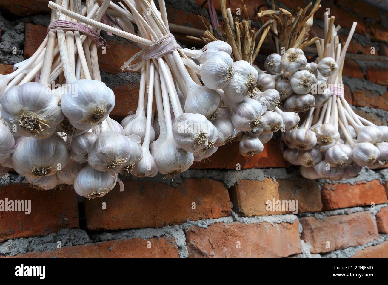 The garlic tied in bunches hangs on the brick wall of the building ...