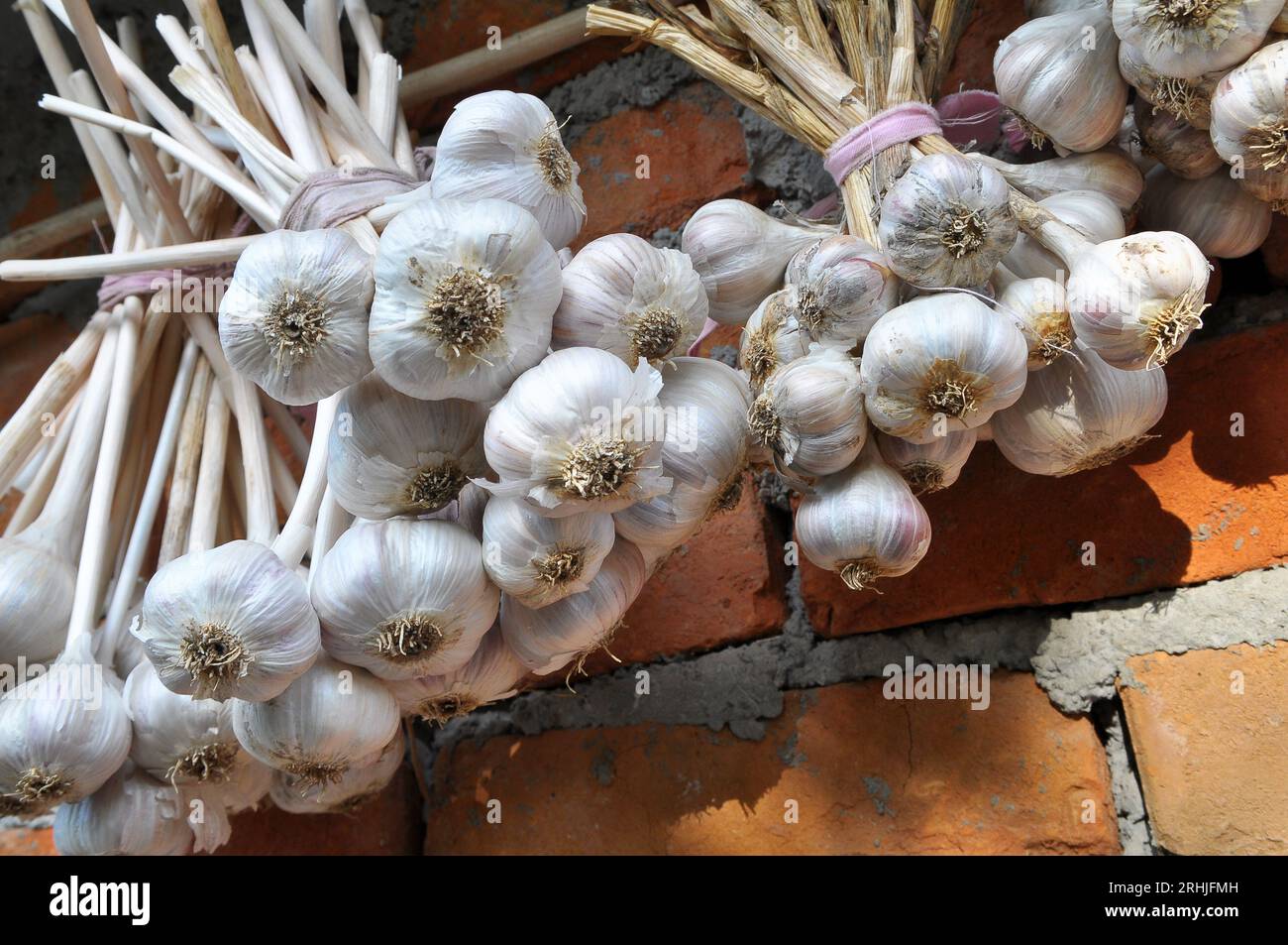 The garlic tied in bunches hangs on the brick wall of the building ...