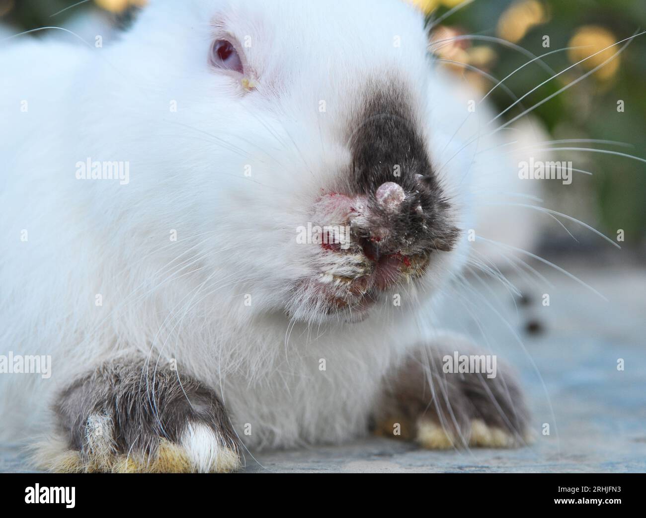 Home rabbit patient with viral myxomatosis disease Stock Photo - Alamy