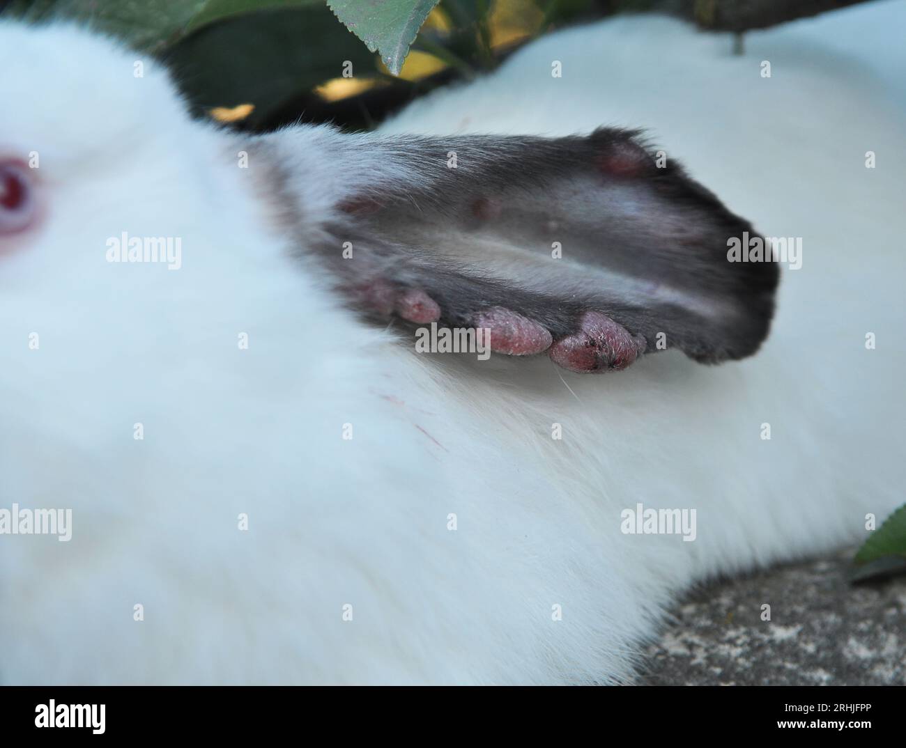 Home rabbit patient with viral myxomatosis disease Stock Photo - Alamy