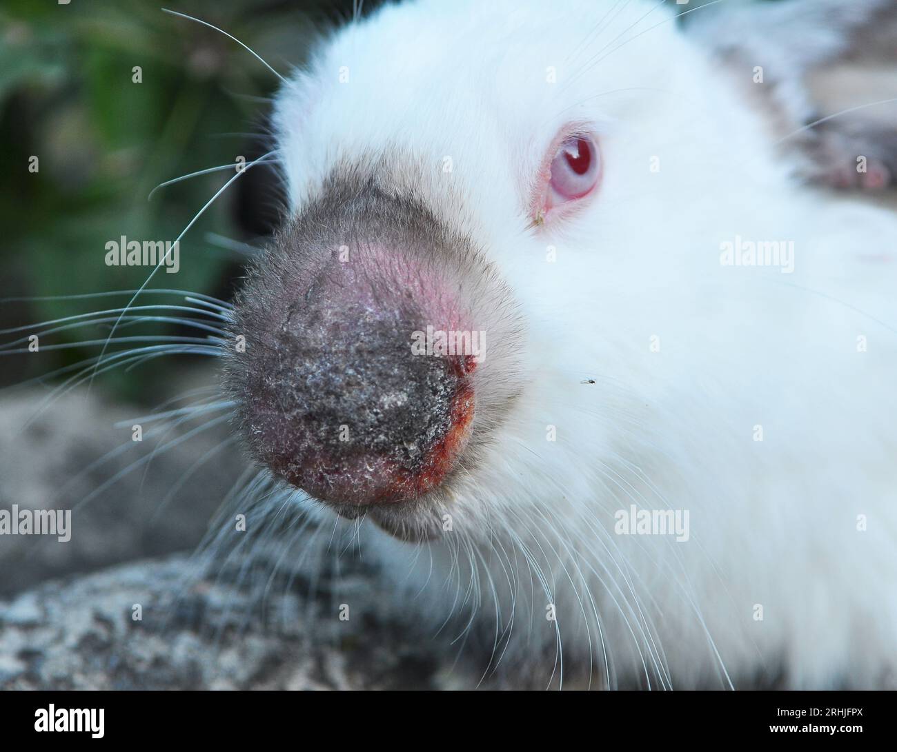 Home rabbit patient with viral myxomatosis disease Stock Photo - Alamy