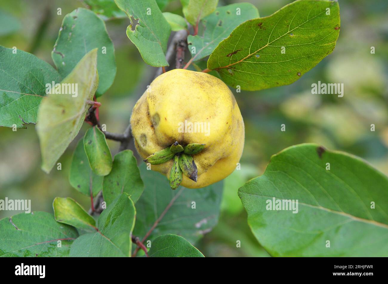 Quince fruits ripen on the branch of the bush Stock Photo - Alamy
