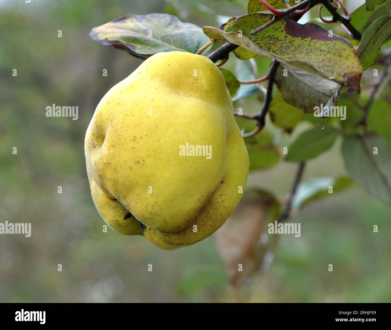 Quince fruits ripen on the branch of the bush Stock Photo - Alamy
